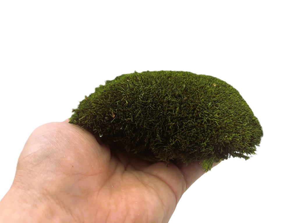 Premium Preserved Alpine ( Tyrolean ) Pillow Moss Forest Green 150 g ...